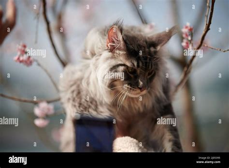 Closeup Shot Of The Cute Maine Coon Among The Branches Of The Cherry