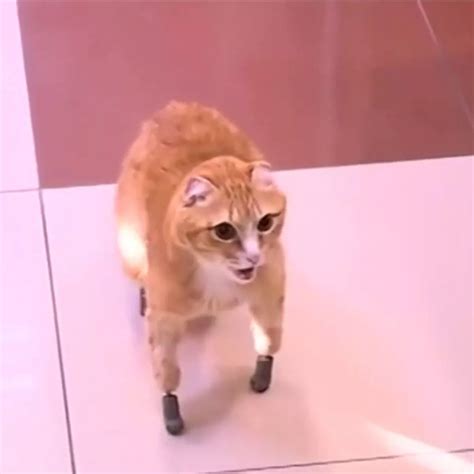 Cat On All Fours Atelier Yuwa Ciao Jp