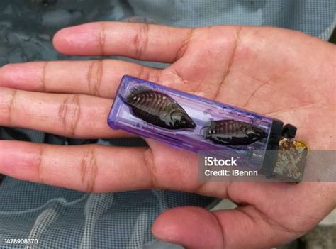 가스 라이터로 거대한 Gourami 물고기 크기 측정 선택적 초점 자이언트 구라 미 물고기 는 동남아시아의 담수 서식지에
