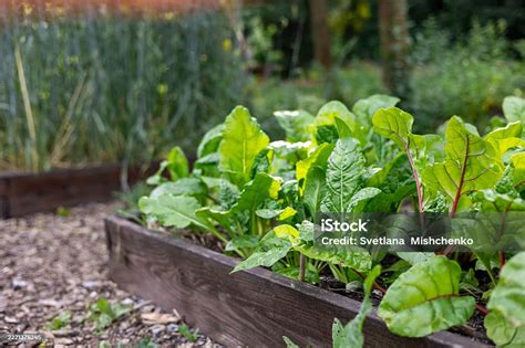 높은 정원 침대에서 자라는 신선한 녹색 근대 또는 사탕무 잎의 근접 촬영 여름 뒤뜰 정원에서 직접 재배한 유기농 채소 지속 가능한 농업과 건강한 식품 0명에 대한 스톡 사진