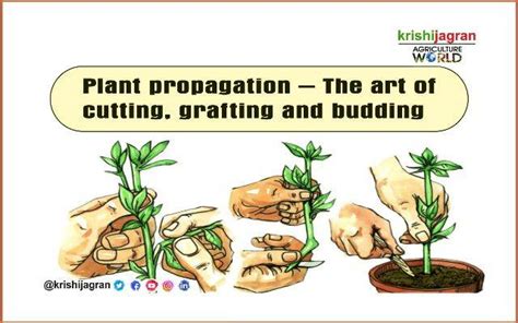 Plant Propagation The Art Of Cutting Grafting And Budding