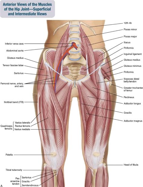 Leg Hip Muscles Diagram