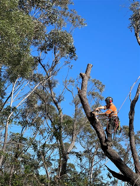 Tree Removal Central Coast Dixons Trees