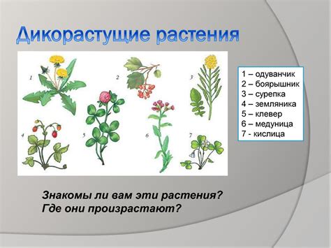 Ботаника, как наука о растениях - презентация онлайн