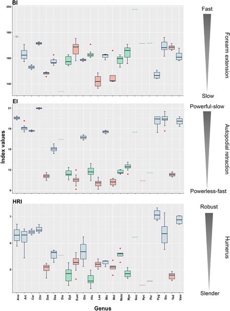 Biomechanical Indices For Each Genus Indicating Median Middle Bar