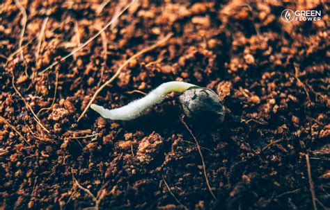How To Germinate Cannabis Seeds Green Flower News