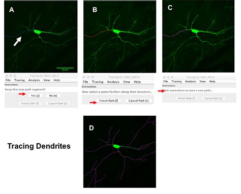 Quantitative Analysis Of Neuronal Dendritic Arborization Complexity In