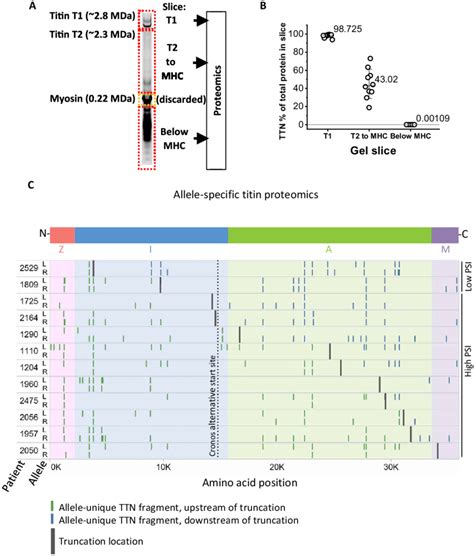 Proteomic Detection Of Truncated Titin Proteins Encoded By The Allele