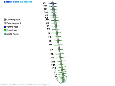 Spinal Cord Connectome Part 1 Pdf