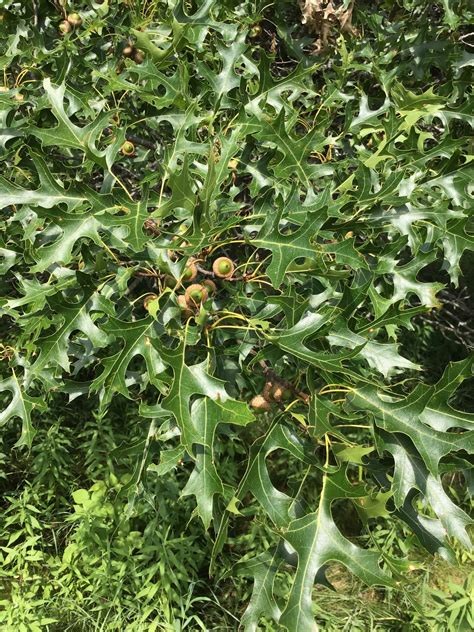 Quercus Ellipsoidalis Prairie Restorations Inc