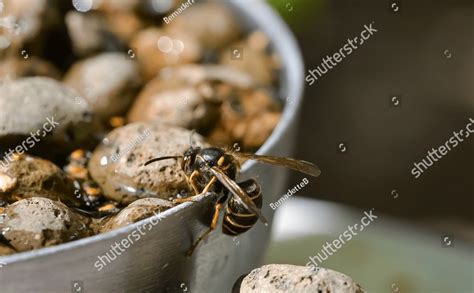 A Wasp Bending Forwards Over The Edge Of A Water Bowl Full Of Stones To