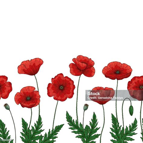 赤いケシの花とセムレスの境界線パパバー緑色の茎と葉手描きベクトルイラスト白い背景に隔離されています お絵かきのベクターアート素材や画像を