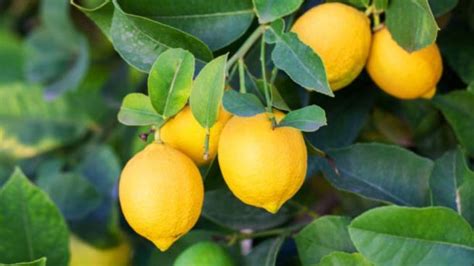 Una guía de pasos para que sepas cómo cuidar un limonero de manera