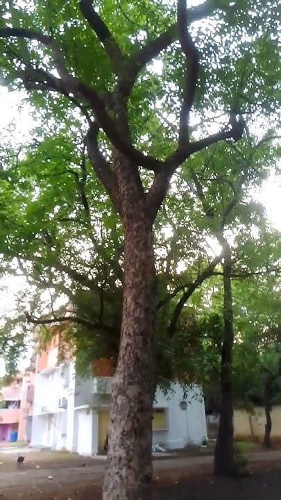 மரம் வளர்ப்போம் மழை பெறுவோம் Youtube