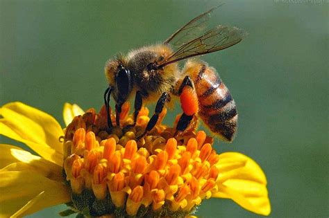 Beautiful Small Honey Bees Insect Hd Wallpaper Pxfuel