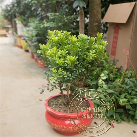 四季常青不落叶的盆栽 什么盆景四季常青 一年四季不掉叶的盆景 第12页 大山谷图库