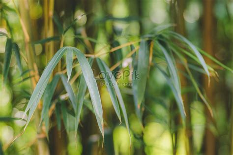 신선한 배경 환경 자연미 대나무 잎 사진 무료 다운로드 Lovepik