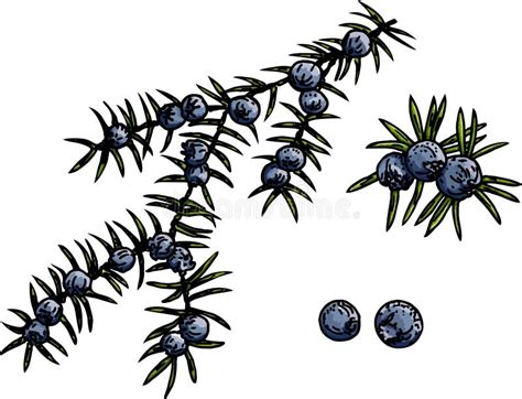 Juniper Vector Color Sketch Drawing Isolated Vintage Illustration Of