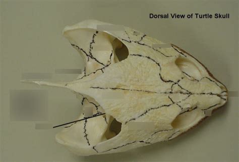 Turtle Skull Dorsal View Diagram Quizlet