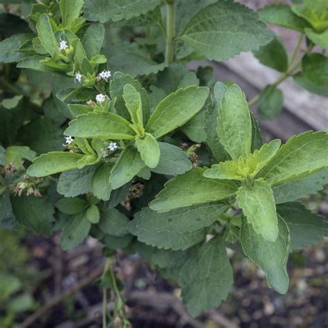 Stevia Rebaudiana