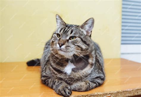 Premium Photo Closeup Portrait Of A Cat A Soft And Fluffy Cat With