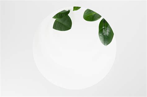 광택 녹색 잎 그림자 햇빛 프리젠 테이션 화장품 디자인 신선한 자연 휴가 에코 스타일의 광고 복사 공간을 위한 무대 모형이있는