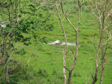 Skewed Sex Ratio Spells Danger For Rhinos In Indias Gorumara National Park