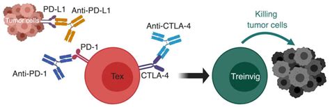 Viruses Teaching Immunology Role Of Lcmv Model And Human Viral