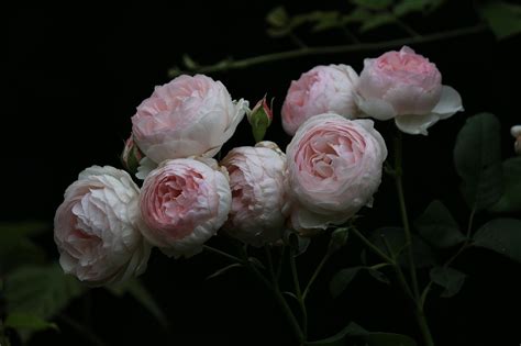 장미 빛의 안색 Rosebush 꽃잎 핑크 Pixabay의 무료 사진