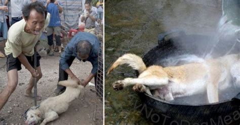 Prohibir El Festival Chino De Comer Perros Matanza Explotación Y