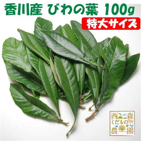 【楽天市場】自然療法・びわの葉療法に／早期発送【送料無料】香川産 びわの葉《特選特大》100g（1袋 生葉 約10枚）♪ 国産 無農薬