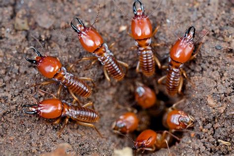 Effective Pest Control Solutions System Pest Medium