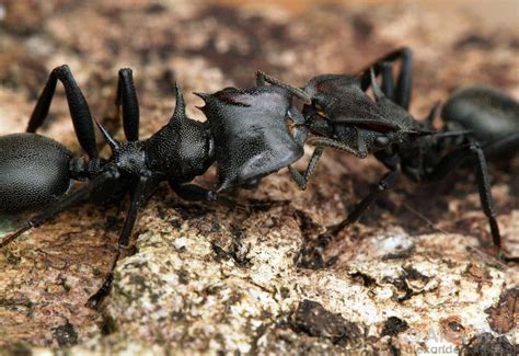 Cephalotes Atratus Artofit