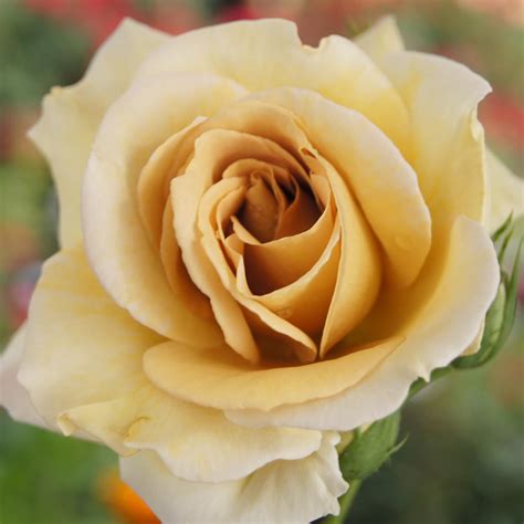 Butterscotch - Ludwig's Roses