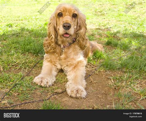 Lindo Cachorro De Cocker Spaniel Americano 1700 Cocker Spaniel