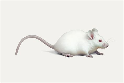 Sprague Dawley® Rat Janvier Labs
