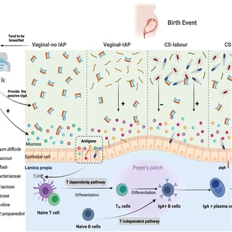Putative Microbe Metabolite Mediated Pathways From Birth Event To Download Scientific Diagram