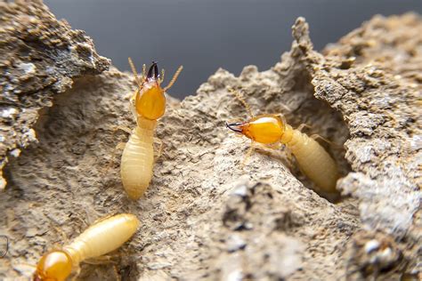 How Much Does Termite Treatment Cost Compare Prices Now