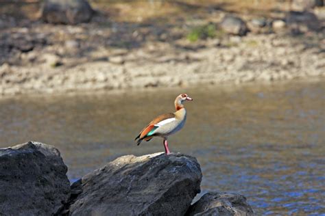 Photos Of Eritreas Bird Life Madote