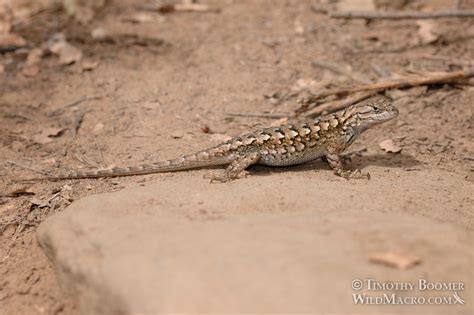 Western Fence Lizard Sceloporus Occidentalis Pictures Wild Macro