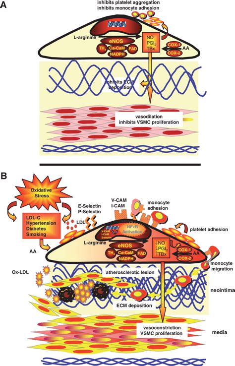 2 Pathophysiology Of Endothelial Dysfunction A In Normal Download Scientific Diagram