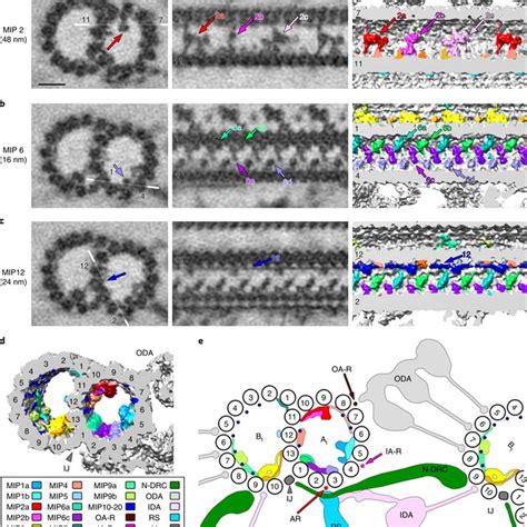 Schematic Diagram Of The Axoneme Structure A C Diagrams Of Intact Download Scientific Diagram