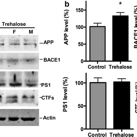 Trehalose Reduced Aβ Generation In App23 Mice A B App And Ctf Were Download Scientific
