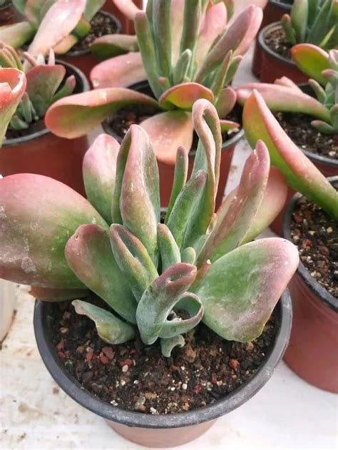 每日一花 多肉植物 火狐狸长起来枝叶会绽开 叶片