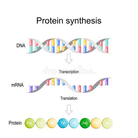Transcripción Y Traducción Síntesis De Proteínas Ilustración Del