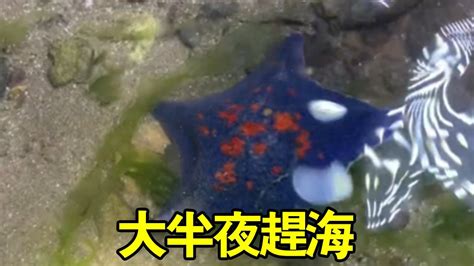 假如你家住在海边，大半夜你会干点啥？海边露营 房车生活 赶海 Youtube
