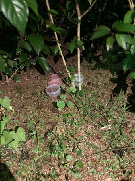 打風後救起公園貓b 義工connie：「知道錯過那一刻，牠未必生存到」 香港動物報 Hong Kong Animal Post