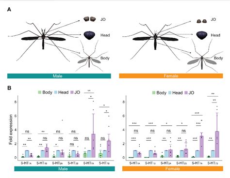 Figure From Serotonin Modulation In The Male Aedes Aegypti Ear Influences Hearing Semantic