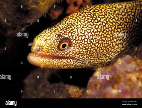 Moray Eels Morays Muraenidae Heteromyridae Portrait Belize