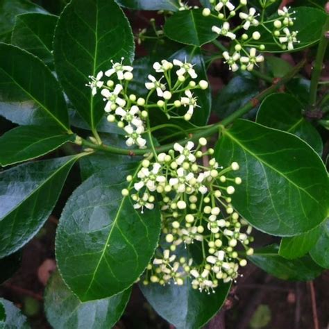 Euonymus Manhattan For Sale Garden Goods Direct